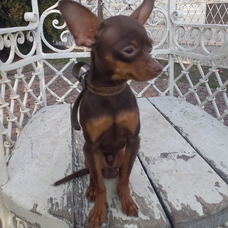 Русский той-терьер, вязка