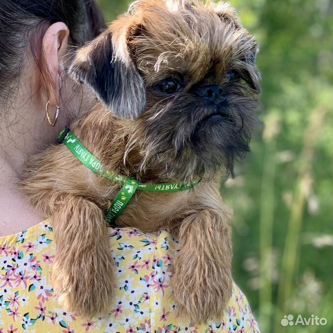 Брюссельский гриффон и пти брабансон