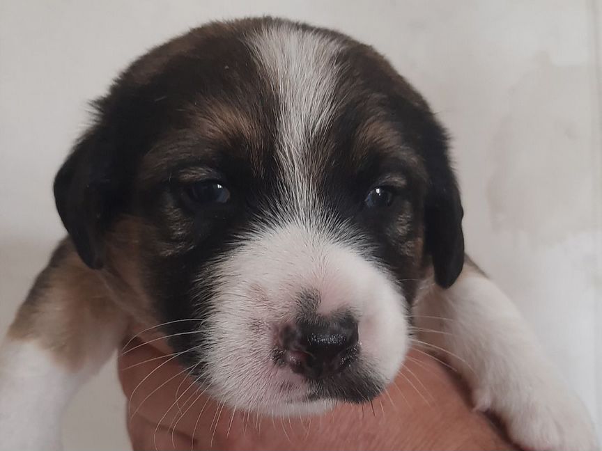 Щеночки в добрые руки