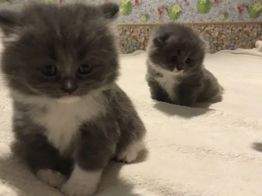 Котятки шотландцы