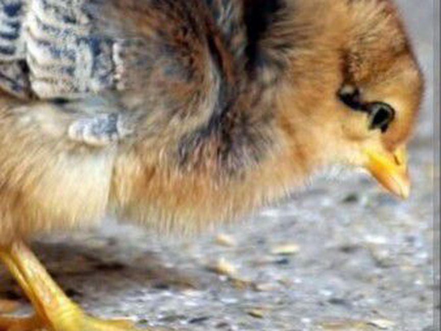 Циплята суточные Билефельдер