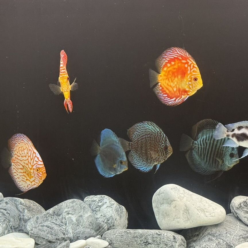 Рыба, Дискус