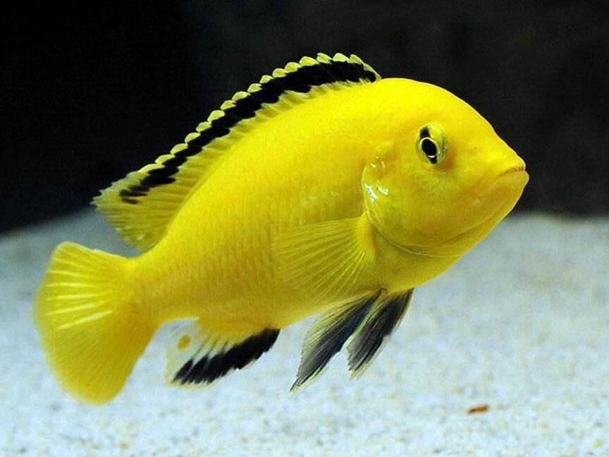 Рыбки цихлида yellow
