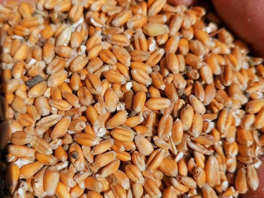 Фуражный горох, Семечко корма