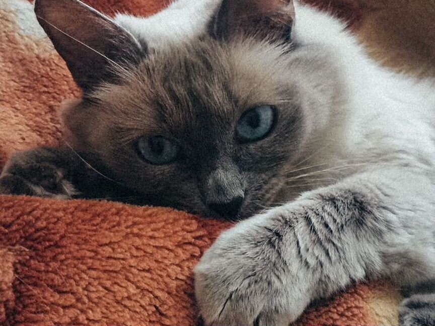 Кошка невская маскарадная бесплатно