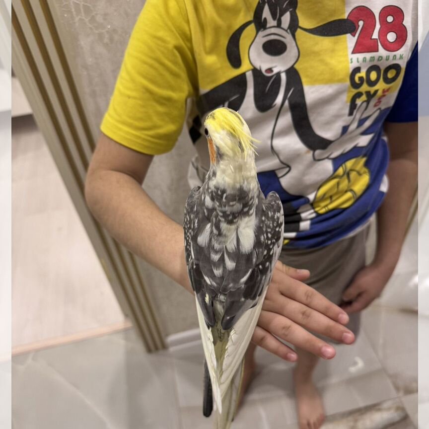 Попугаи корелла с клеткой