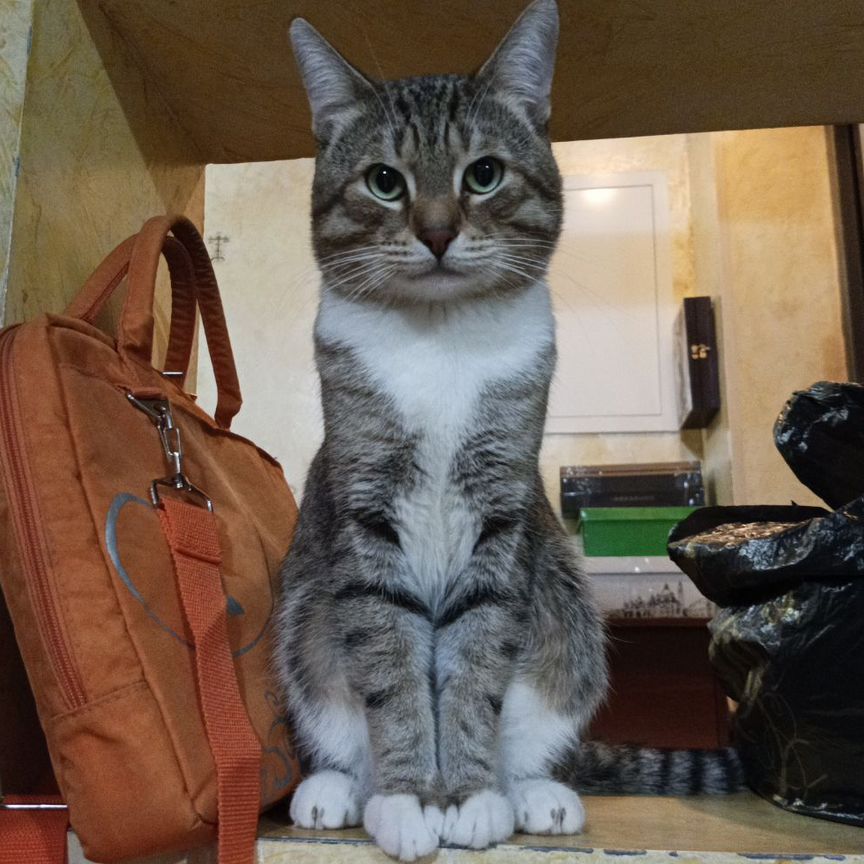 Взрослый кот в добрые руки