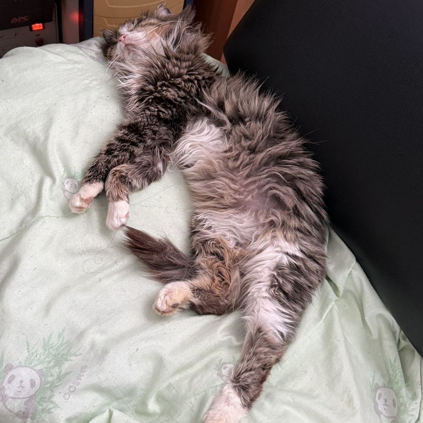 Котёнок в добрые руки