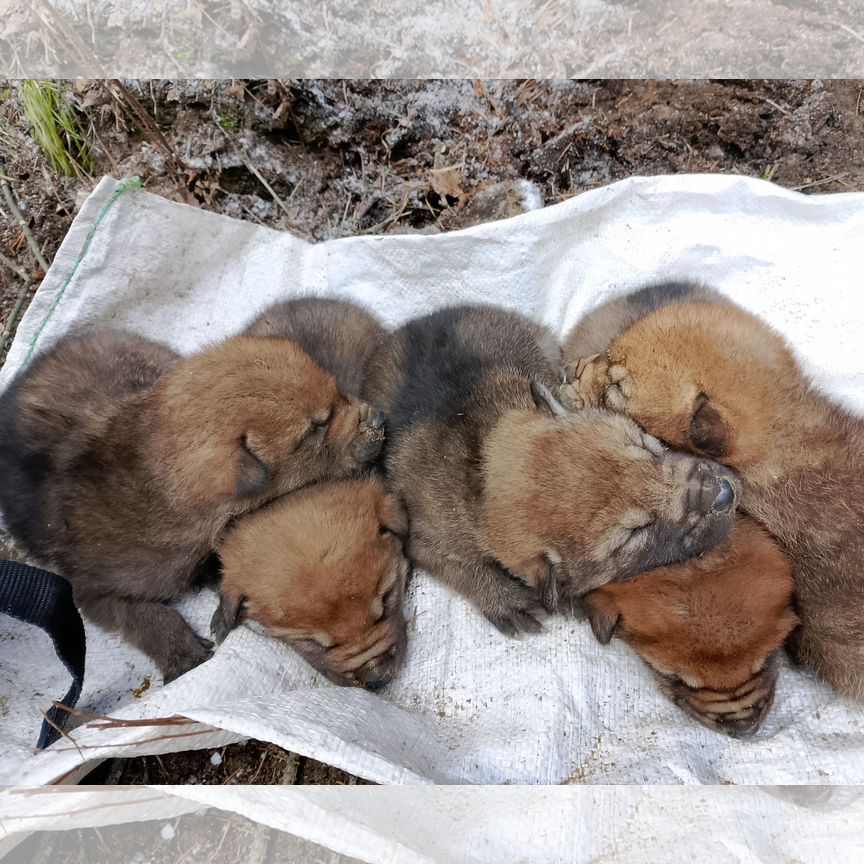 Лайка, щенок