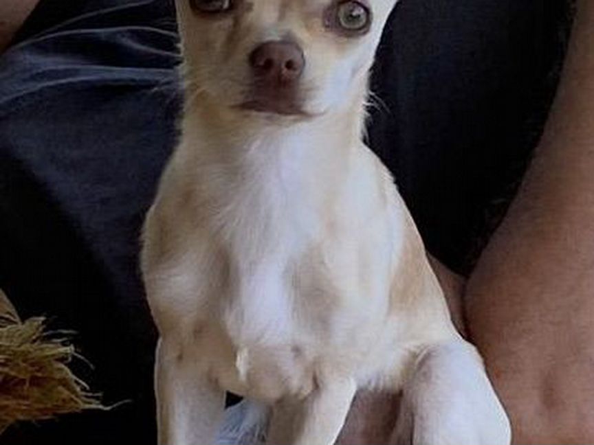 Собака чихуахуа