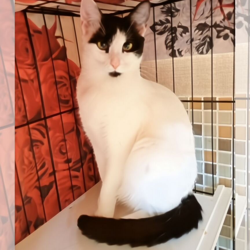 Карельский бобтейл, взрослая кошка