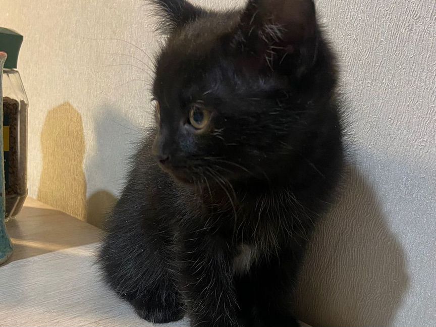 Котенок в добрые руки (кошка)