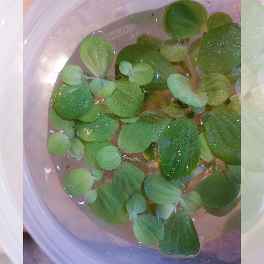 Пистия и филантус