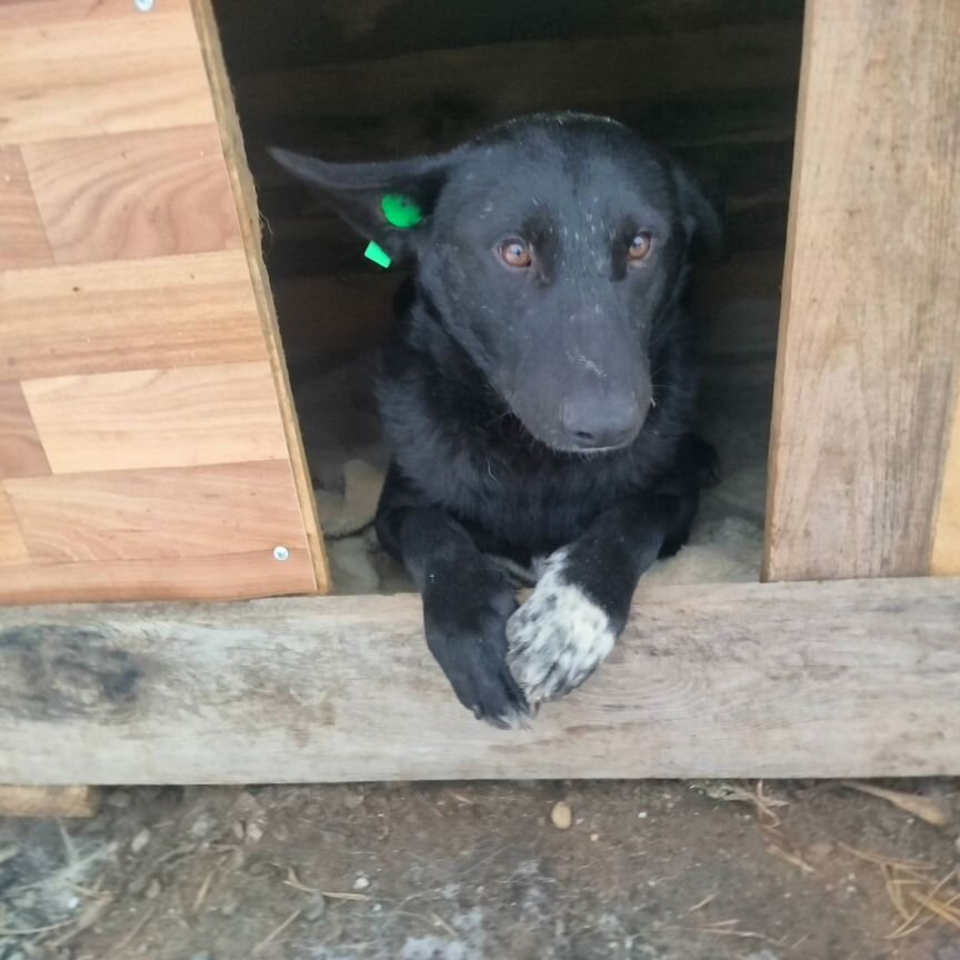 В добрые руки