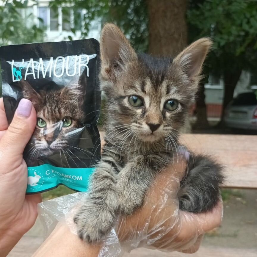 Пушистый котенок в дар
