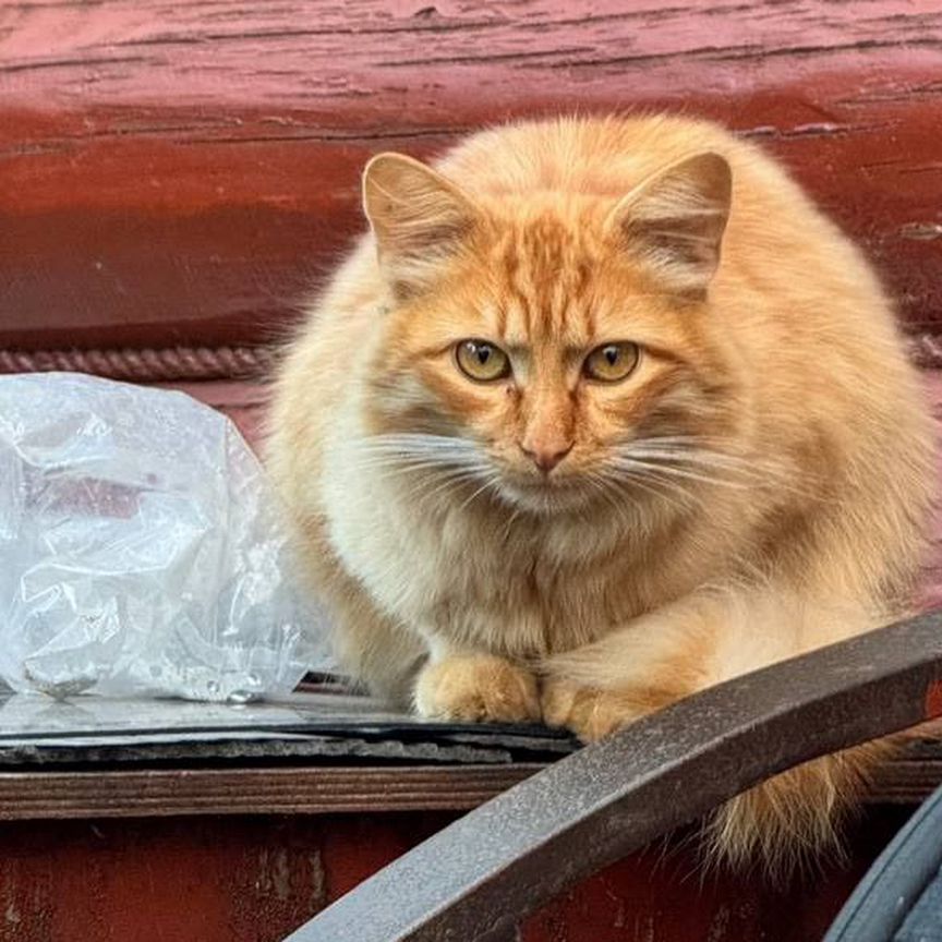 Отдам кота в добрые руки бесплатно