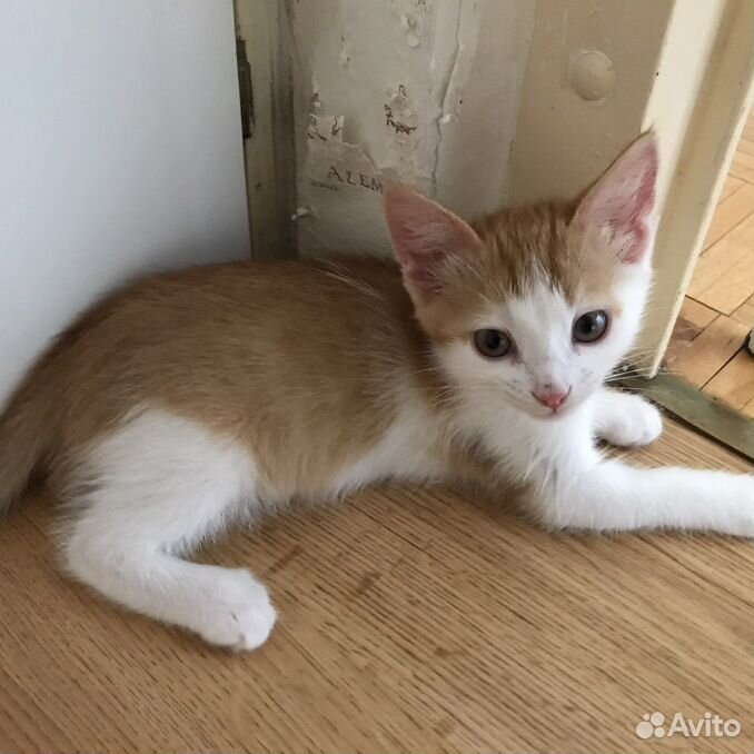 Рыже-белый котенок девочка бесплатно
