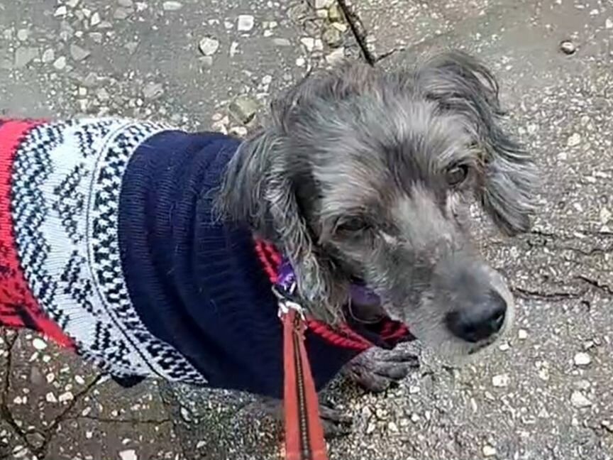 Пудель очень ищет дом