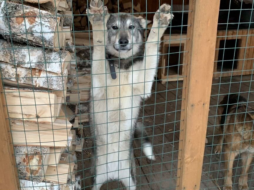 Охотничьи собаки лайки