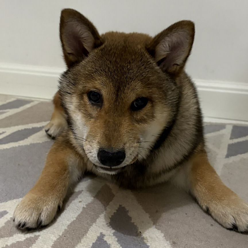 Сиба-ину, щенок