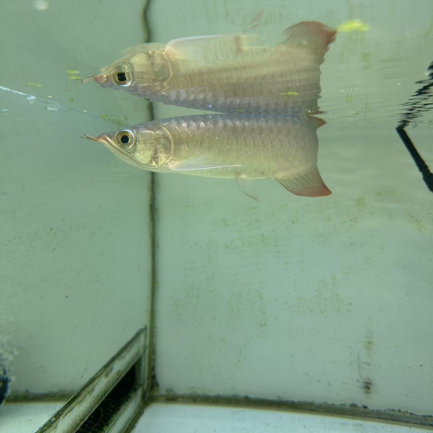 Арована Красная (chilli RED)