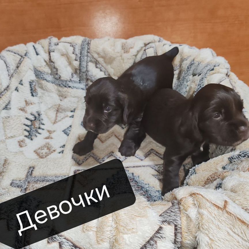 Русский охотничий спаниель, щенок