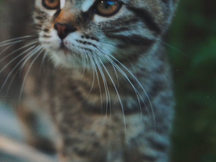 Котенок в добрые руки