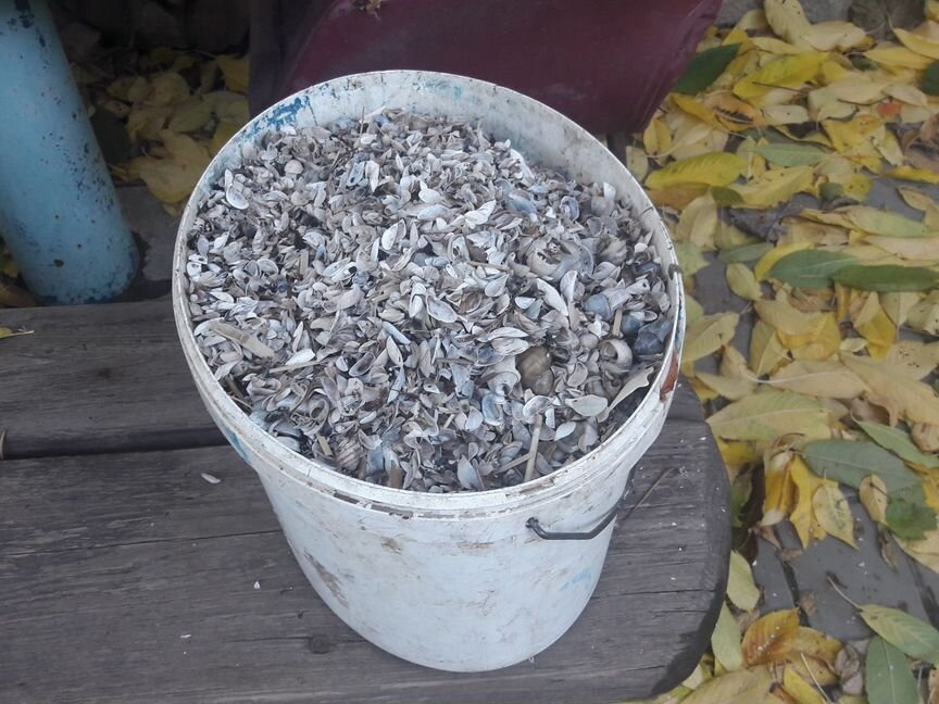 Ракушка речная