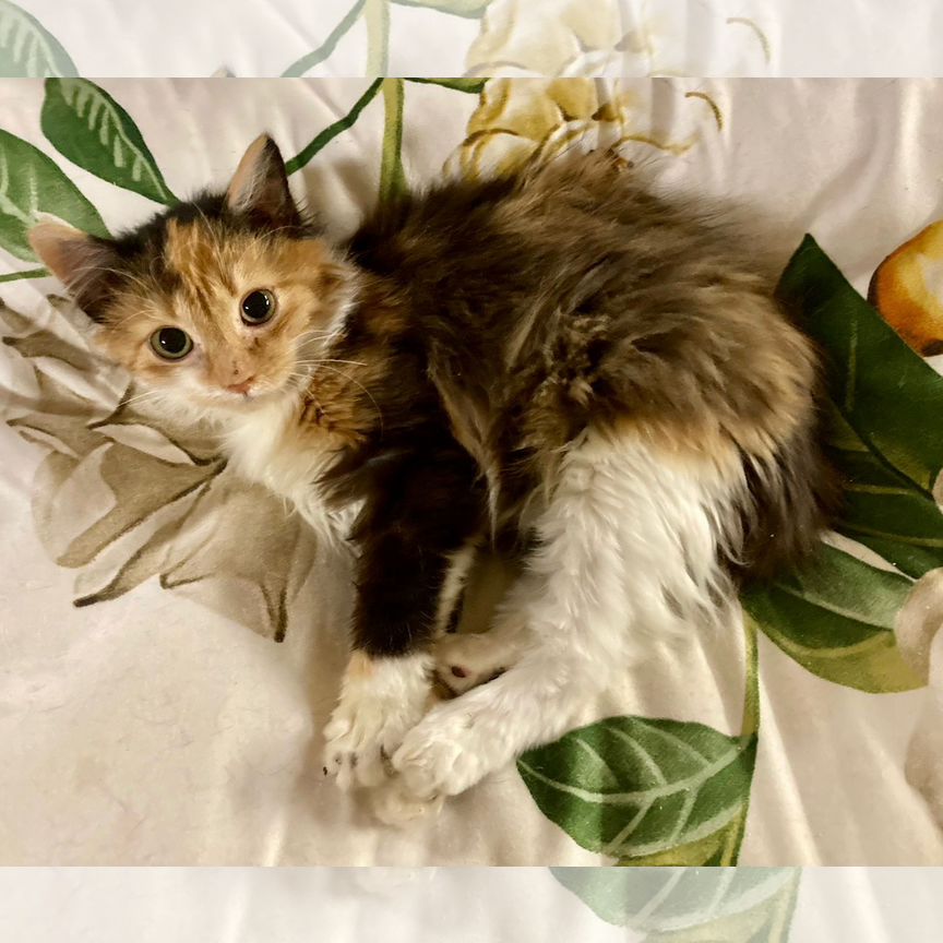 Котёнок в добрые руки