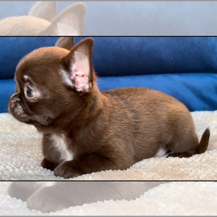 Шоколадный Принс