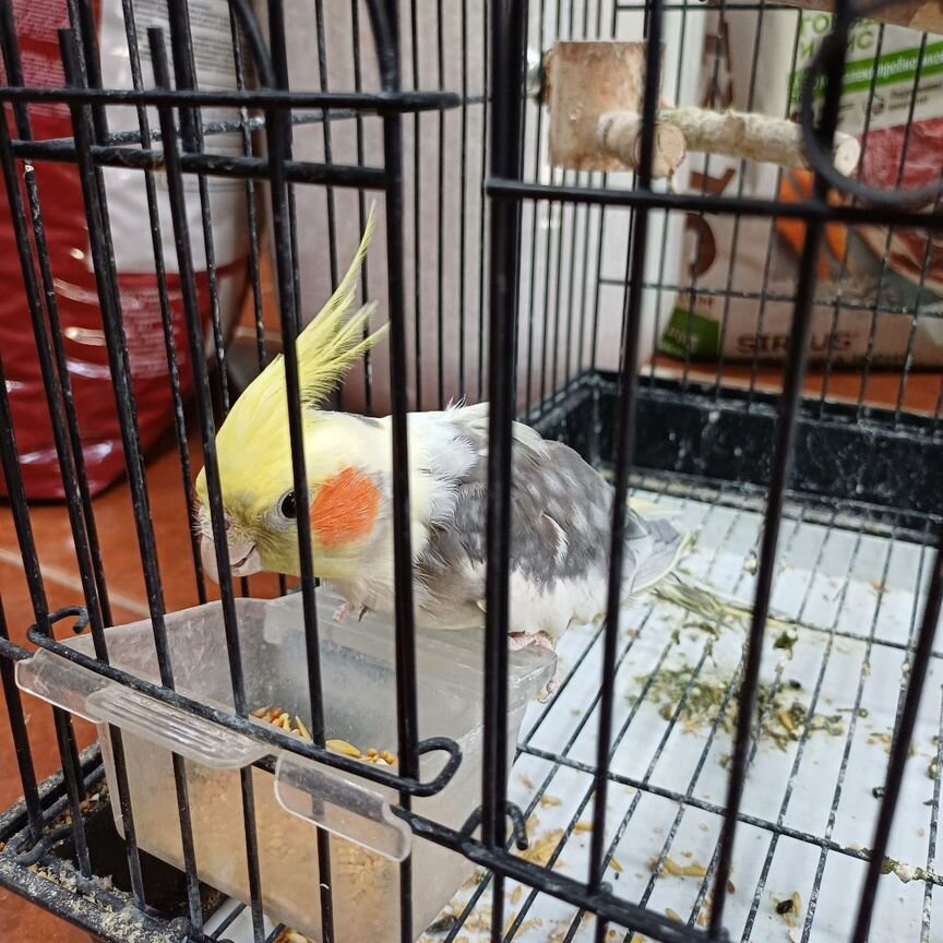 Попугай корелла