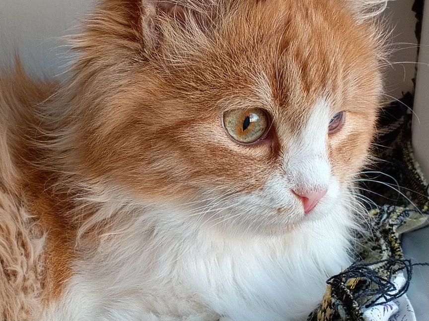 Замурчательный котёнок