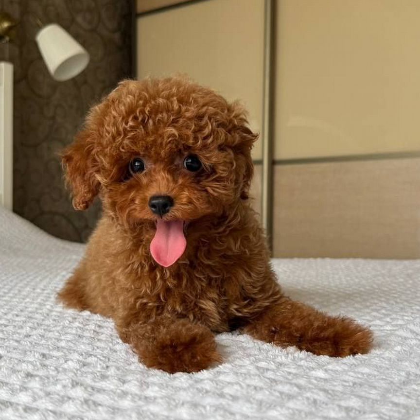 Той-пудель, щенок