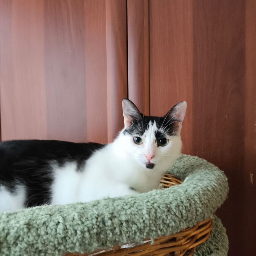 Кошка 1 год