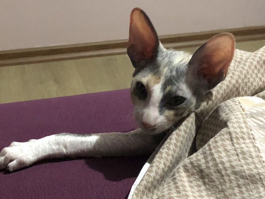 Котенок корниш-рекс