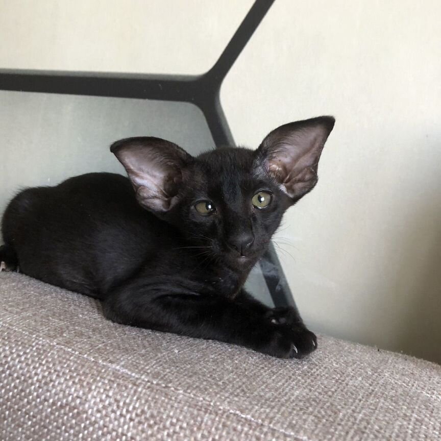 Ориентальный кот