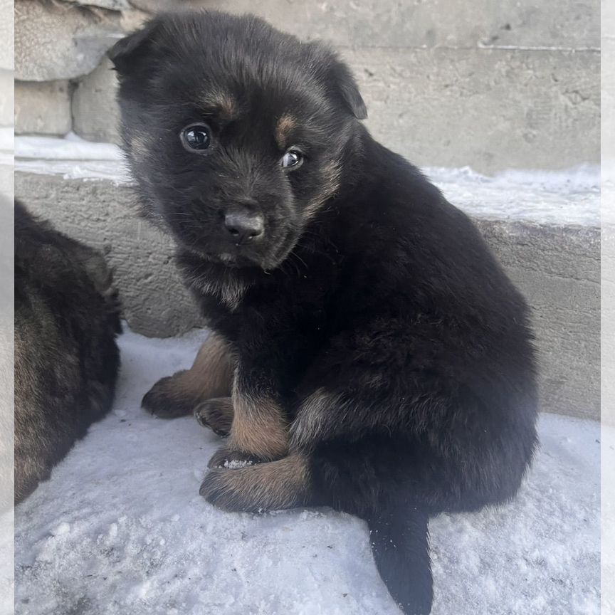 Бельгийская овчарка, щенок