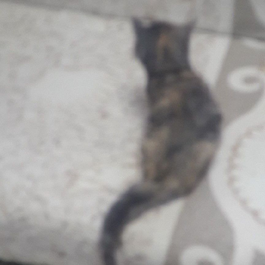 Отдам котенка в добрые руки зовут даша