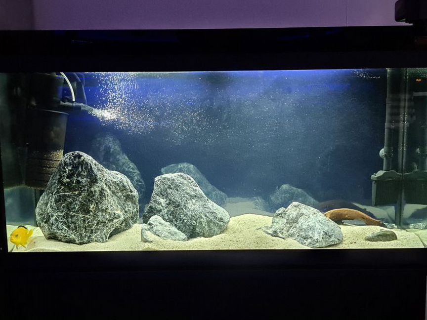 Аквариум 180 литров запущенный
