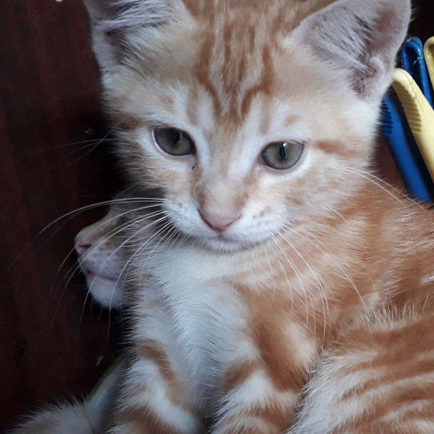 Рыжики в добрые руки