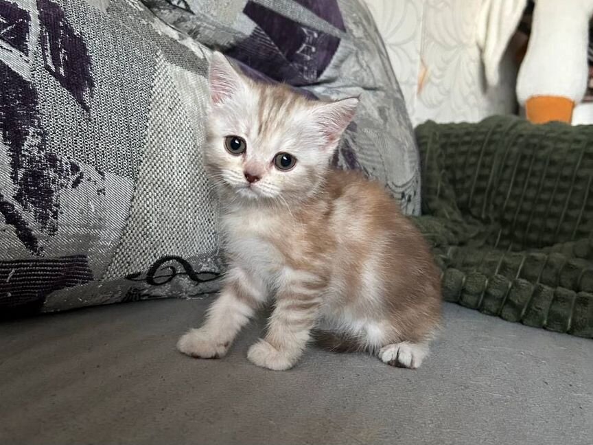 Шотландская кошка