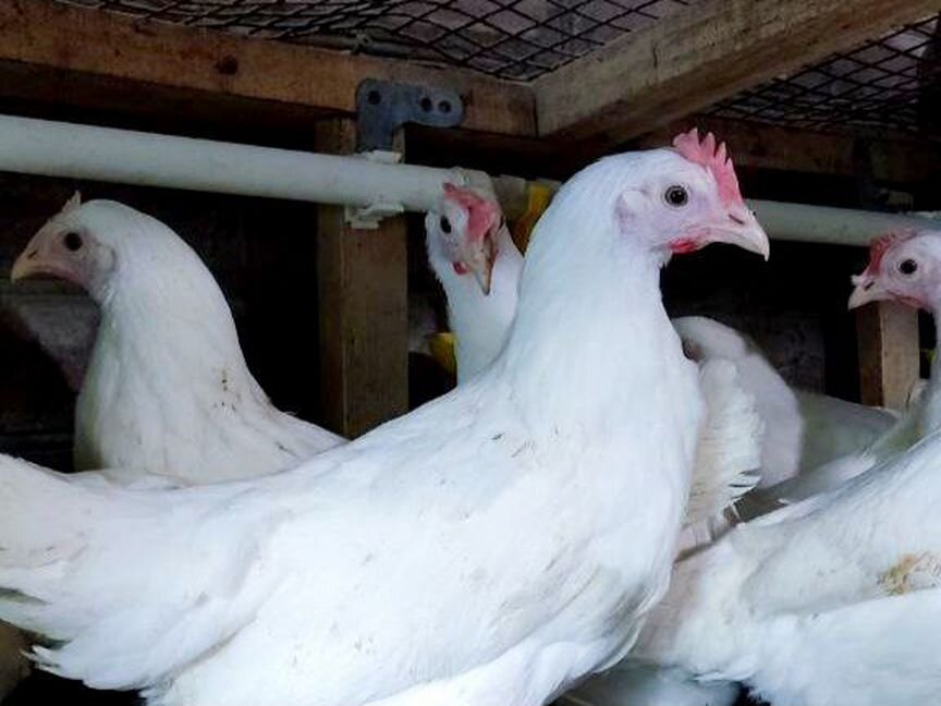 Самая востребованная несушка на яйцо