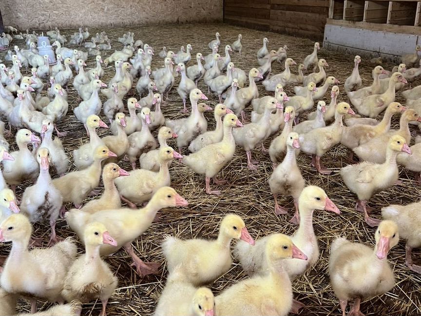 Гусята подрощенные