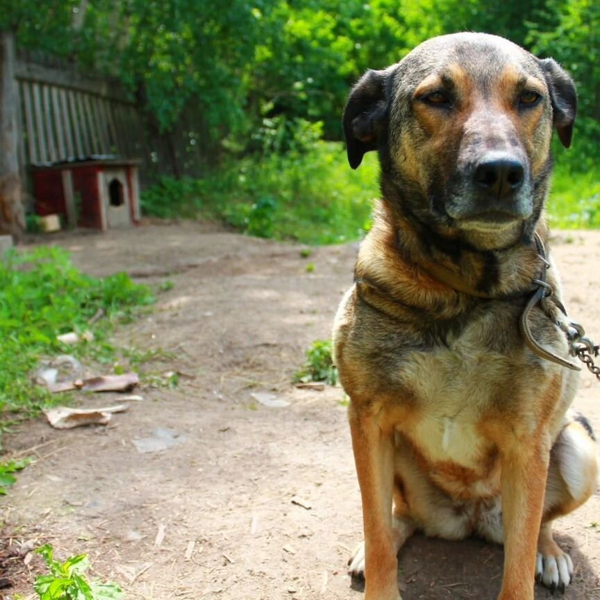 Отдам молодую стерильную собаку. Доставка