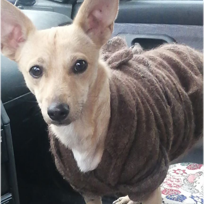 Снежок хочет домой