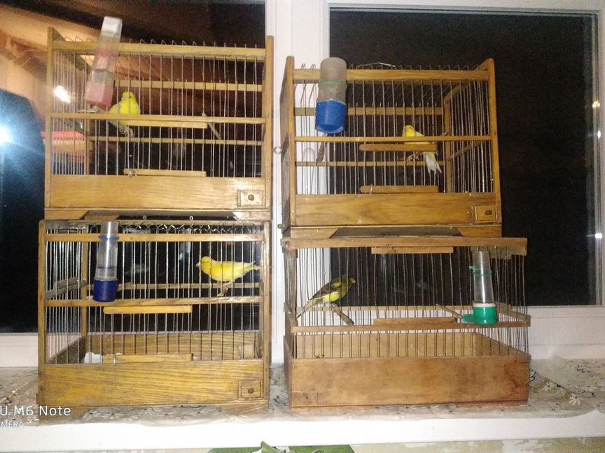 Канарейки и лесные птицы