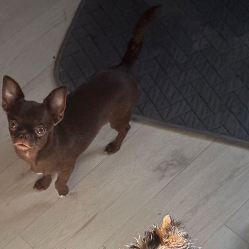 Продам красивую девочку чихуахуа