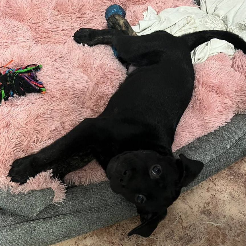 Щенок в добрые руки