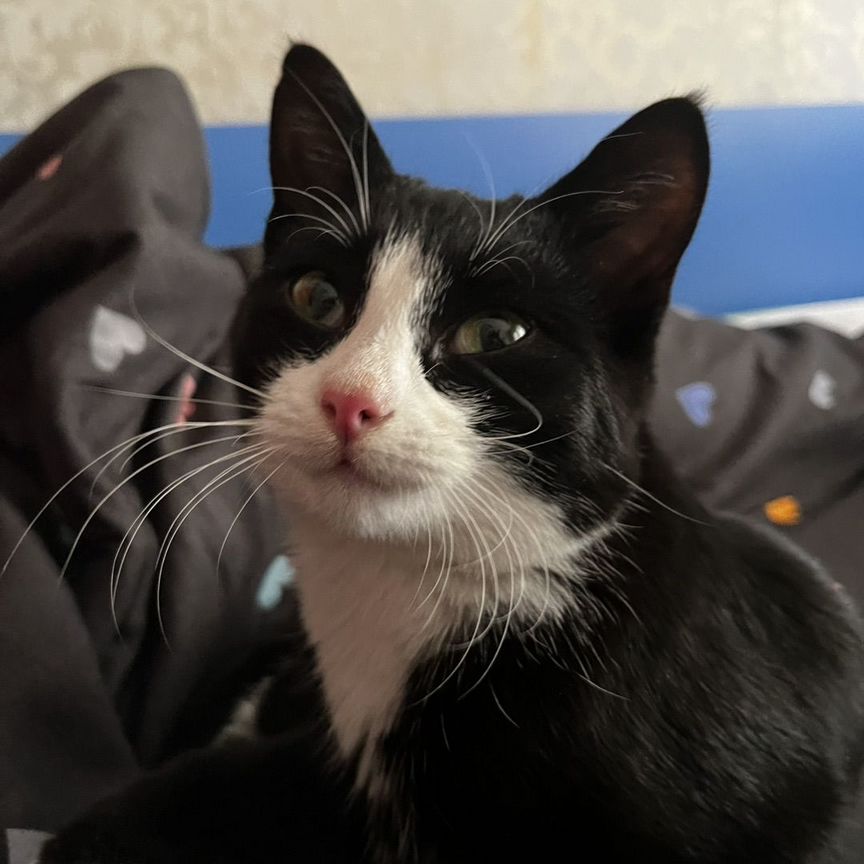 Отдам кота в добрые руки