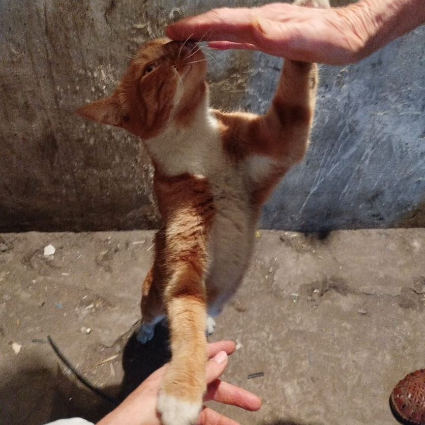 Коту нужна помощ'